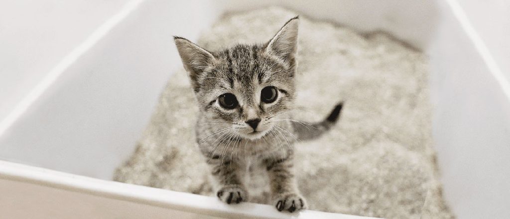 How to Potty Train a Cat Litter Box: Ultimate Guide - My Blog