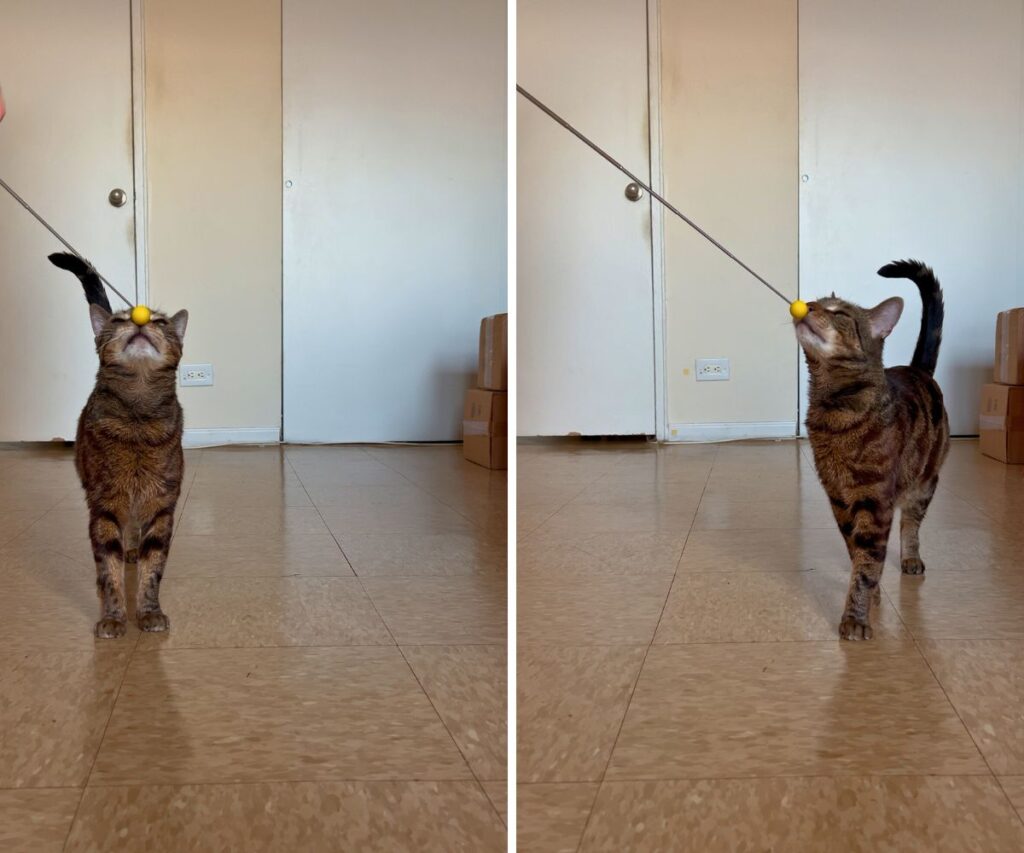 How to Start Clicker Training With Cats: Expert Tips - My Blog