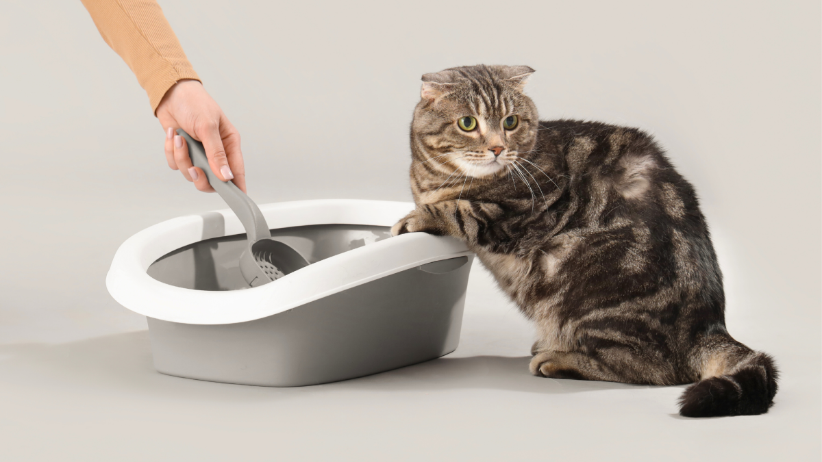 How to Stop Behavioral Cat Peeing in House: Expert Tips - My Blog