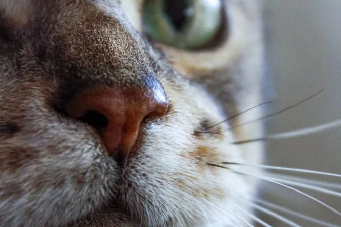 Why is My Cat Nose Dry And Cracked: Key Causes & Fixes - My Blog