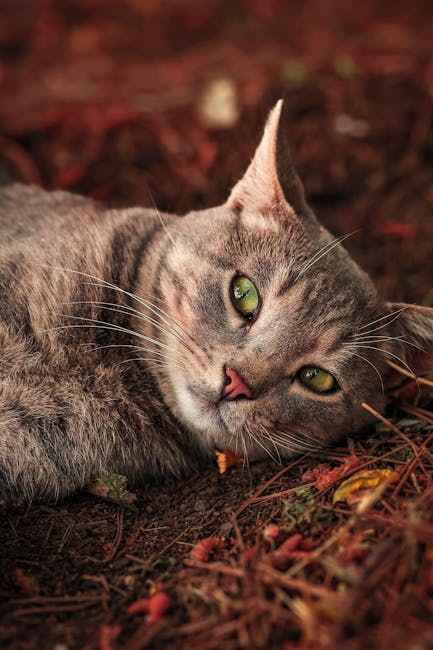 Does Spaying a Cat Change Behavior: Unlock Feline Calm - My Blog